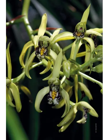 Orchids of Madagascar